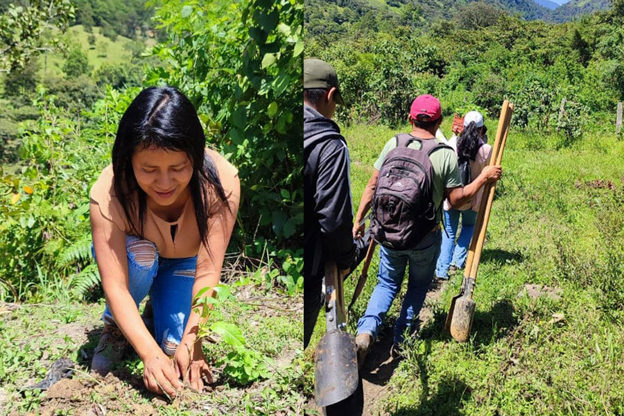 Jornada de reforestación en la comunidad de Chichel – Municipalidad de ...